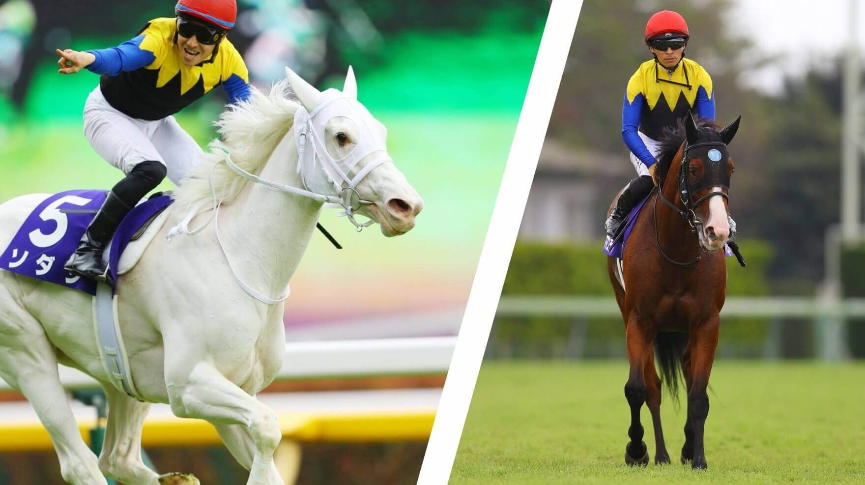 Sodashi retired: Japan's star white racehorse has run her last race